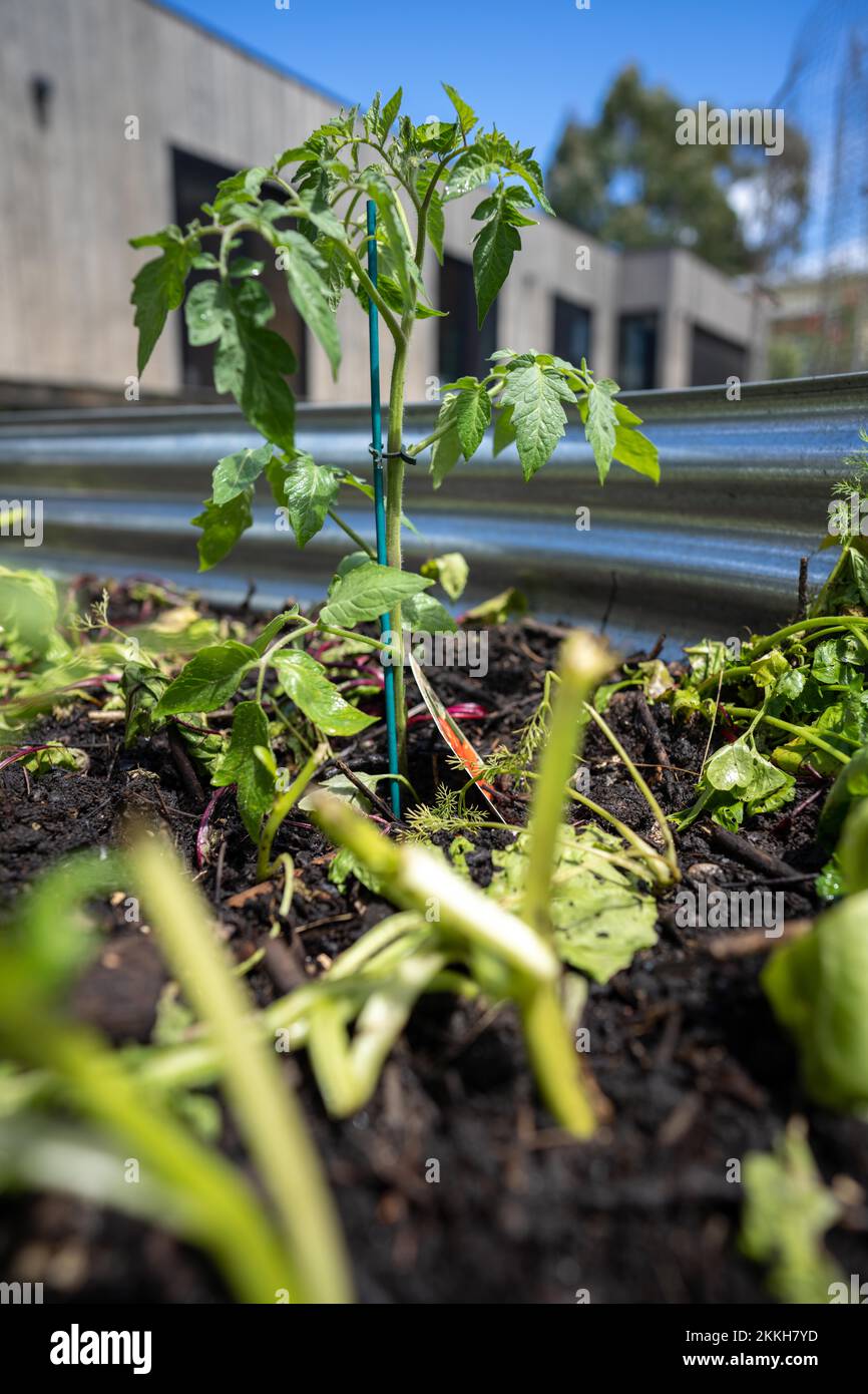 tomato plant growing in a vegetable garden in spring Stock Photo - Alamy