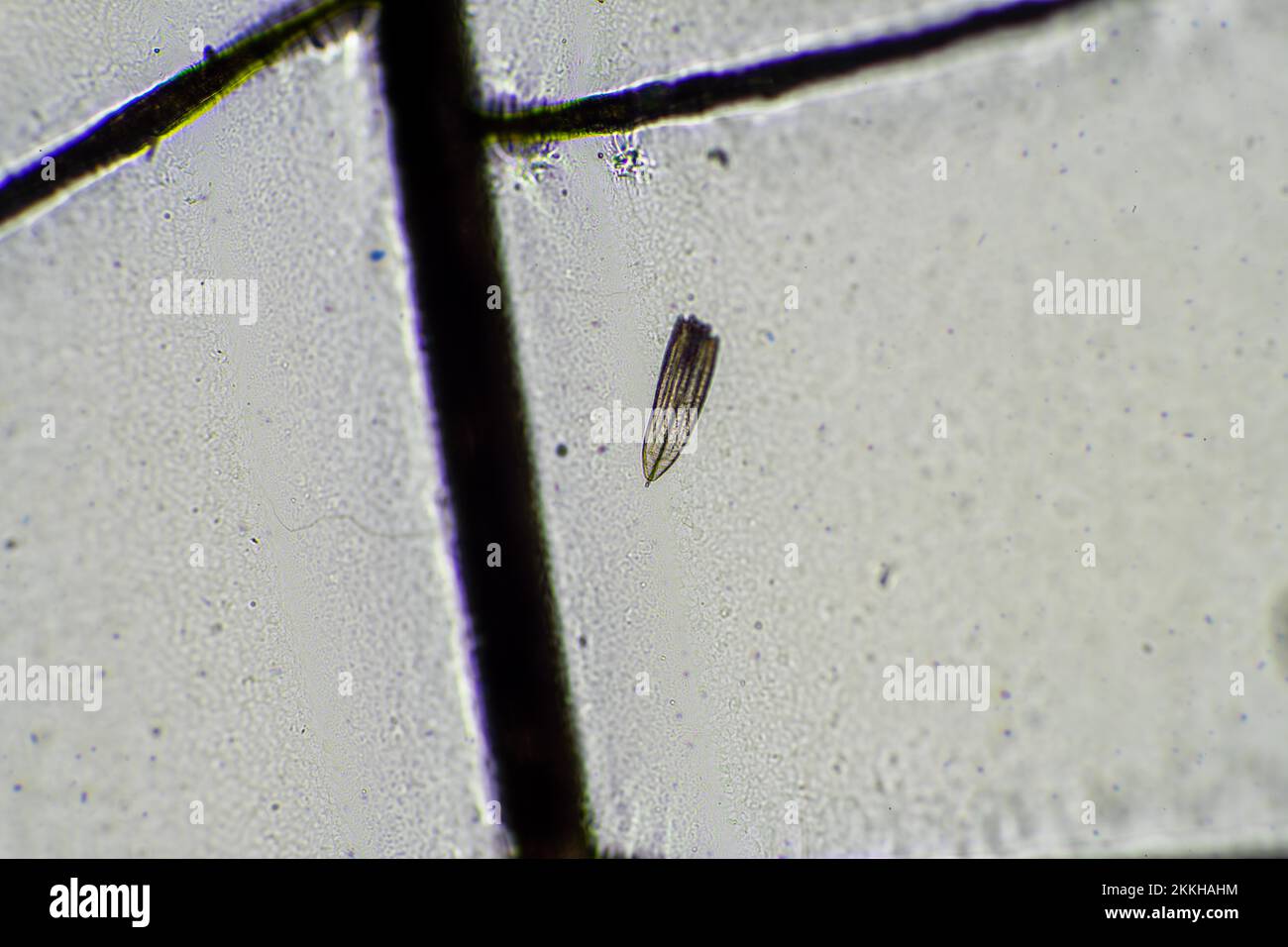 dragonfly wing under a microscope looking at microscopic details in a ...