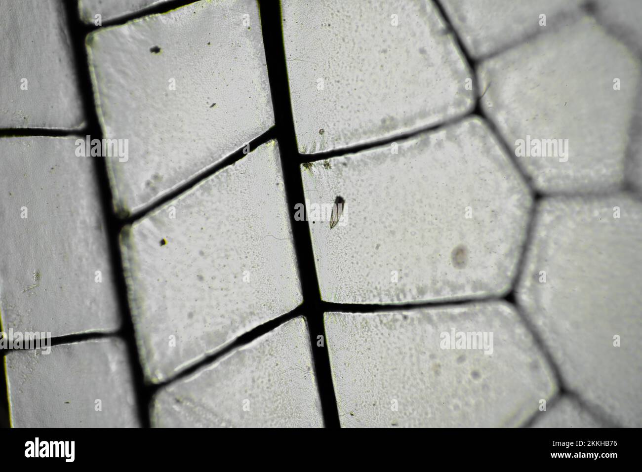 dragonfly wing under a microscope looking at microscopic details in a ...