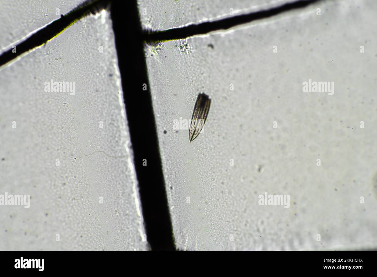 dragonfly wing under a microscope looking at microscopic details in a ...