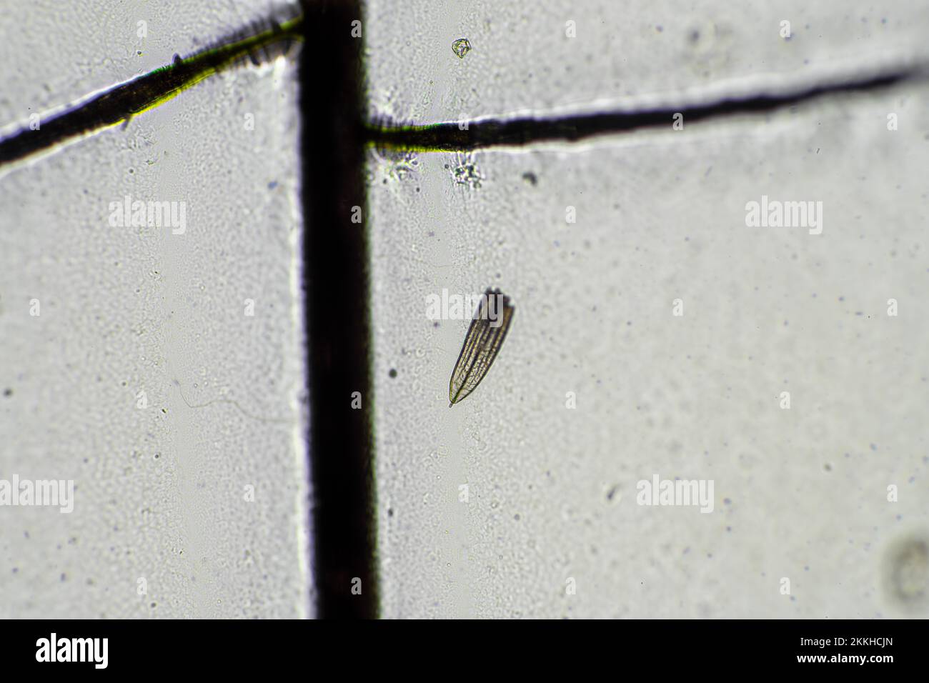 dragonfly wing under a microscope looking at microscopic details in a ...