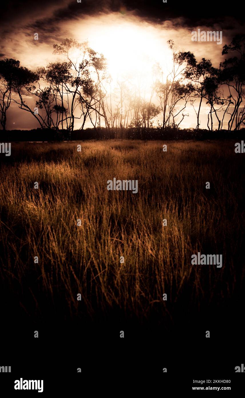 Dark Wetland Sunset Scene, With The Sun Piecing Through Tree ...