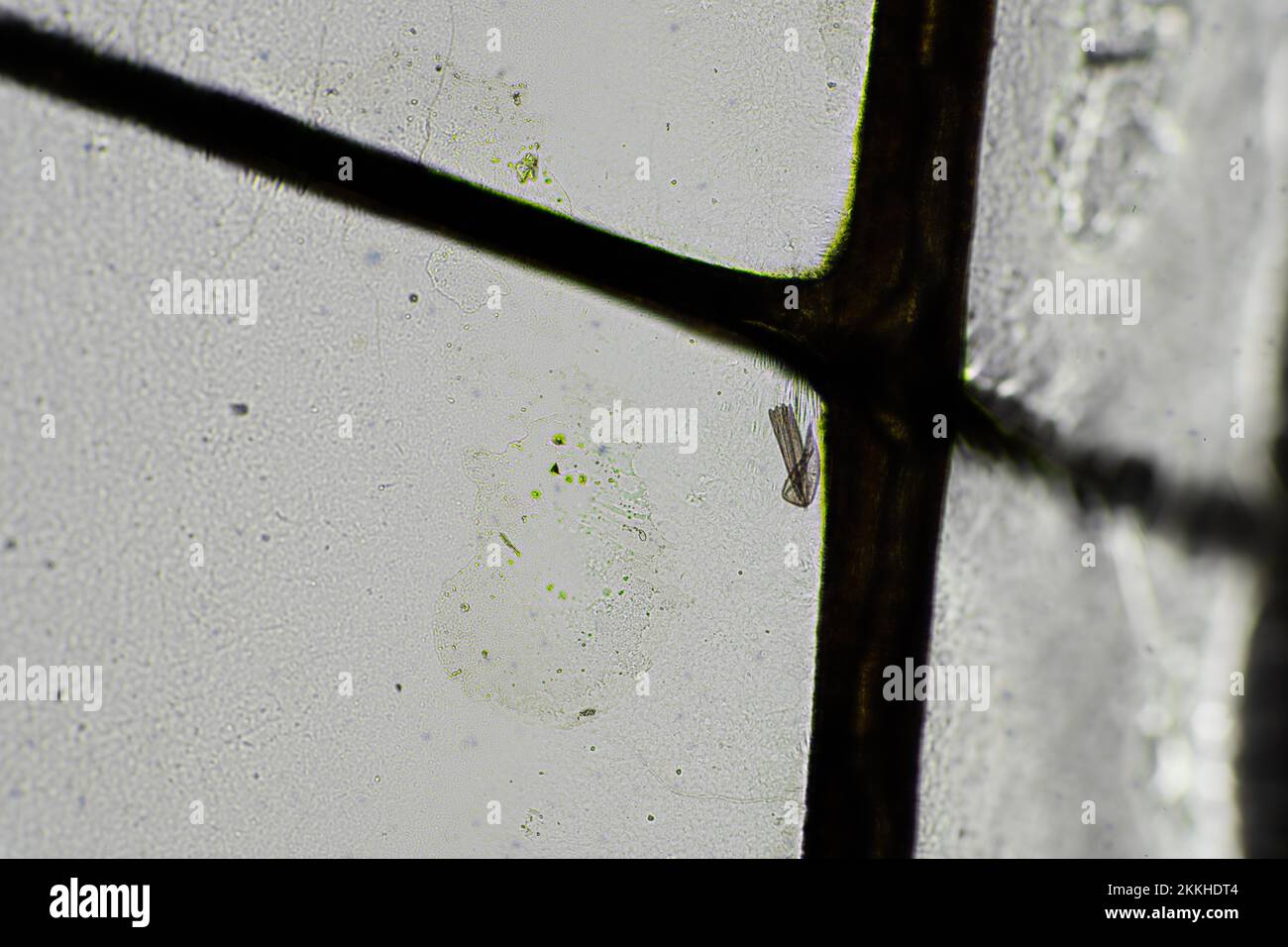 dragonfly wing under a microscope looking at microscopic details in a ...