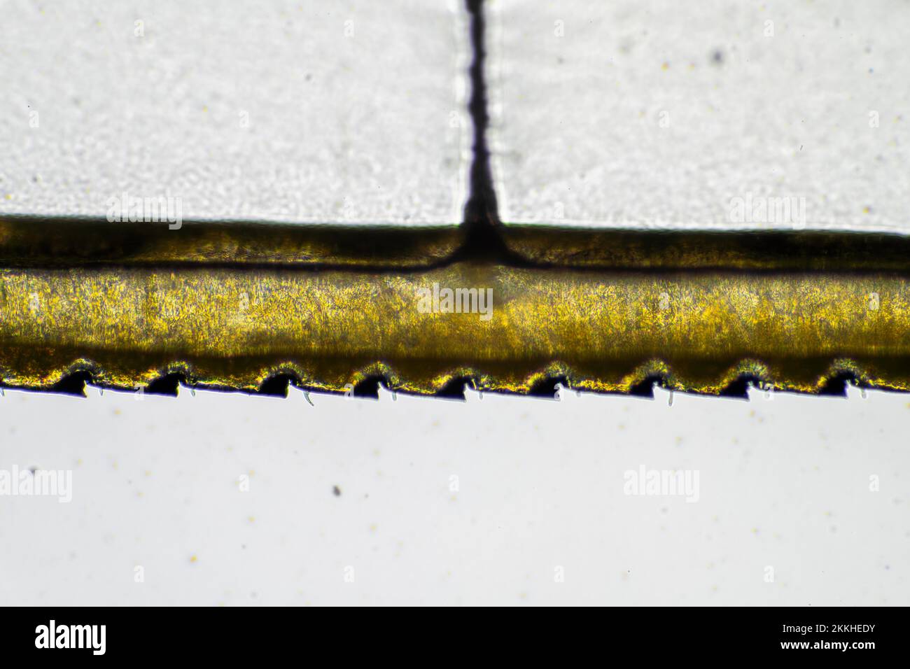 dragonfly wing under a microscope looking at microscopic details in a ...