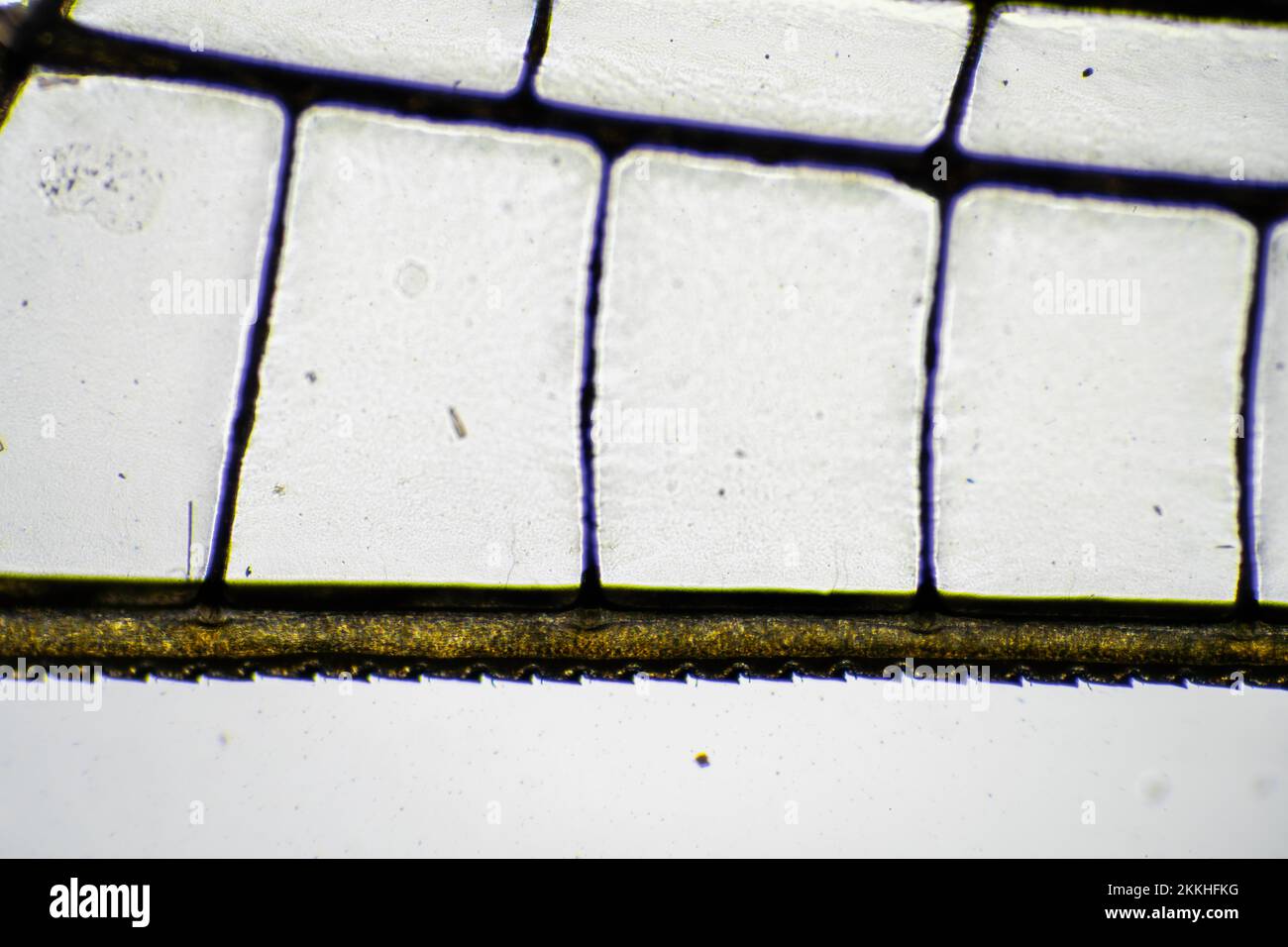 dragonfly wing under a microscope looking at microscopic details in a ...