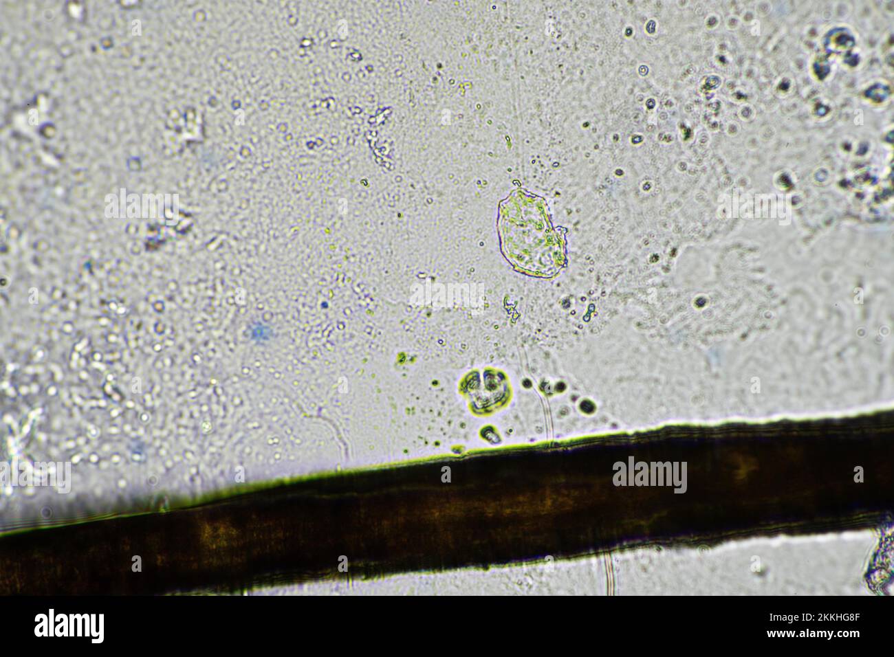 dragonfly wing under a microscope looking at microscopic details in a ...