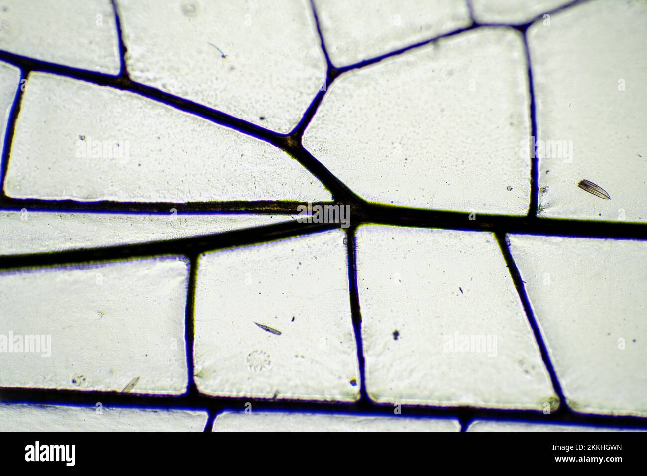 dragonfly wing under a microscope looking at microscopic details in a ...