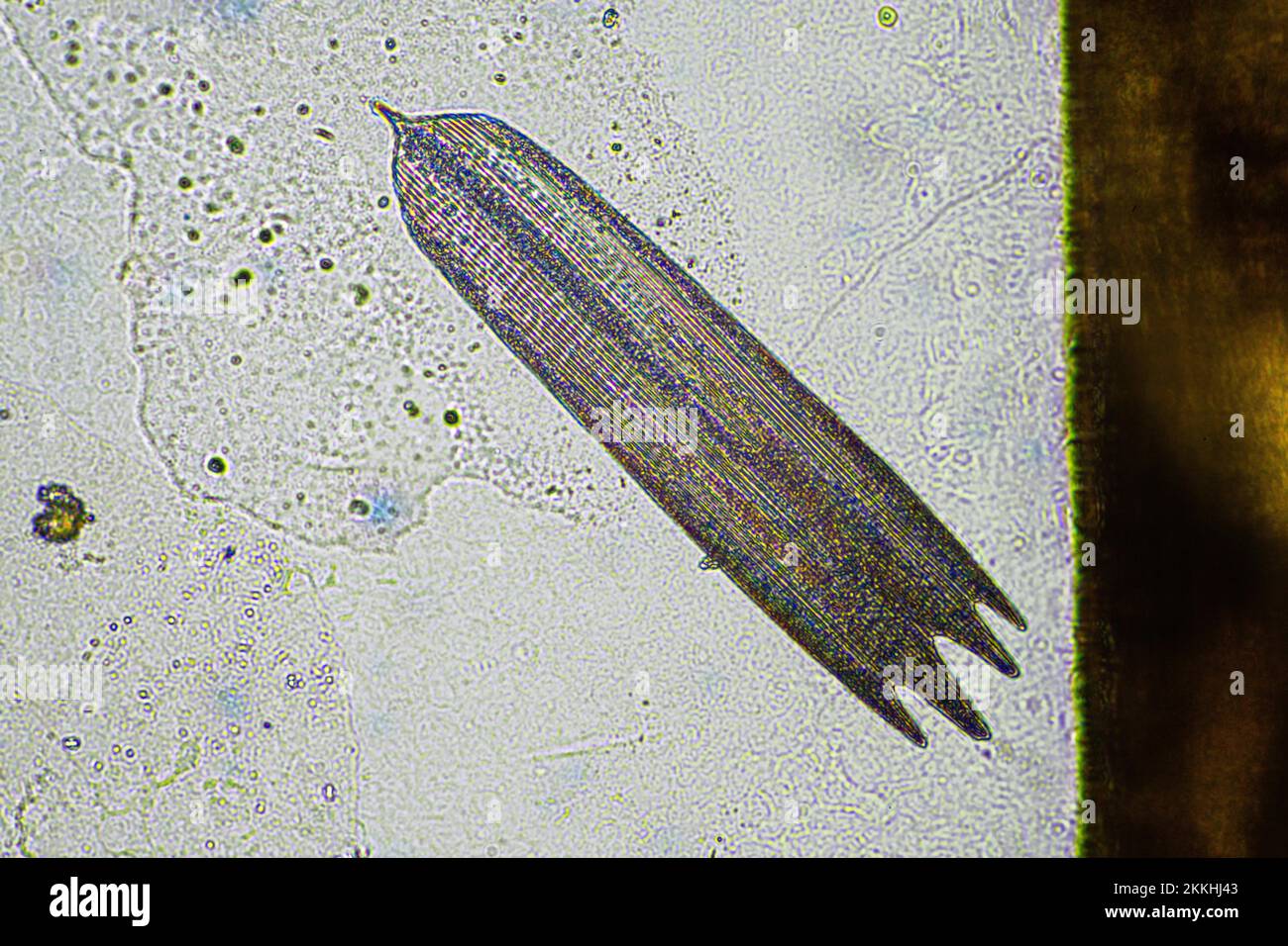 dragonfly wing under a microscope looking at microscopic details in a ...