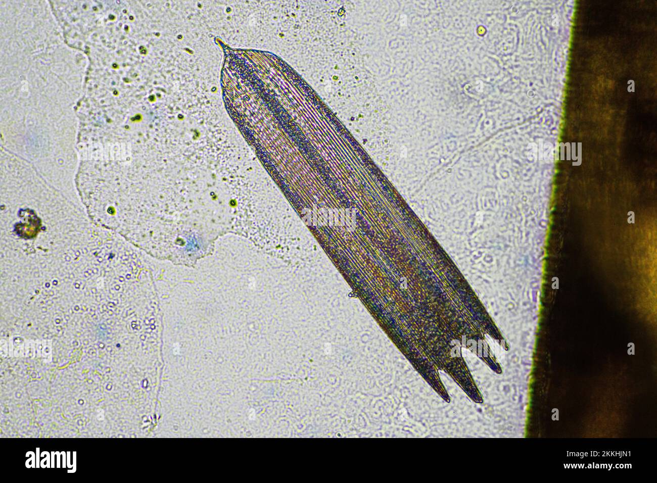 dragonfly wing under a microscope looking at microscopic details in a ...