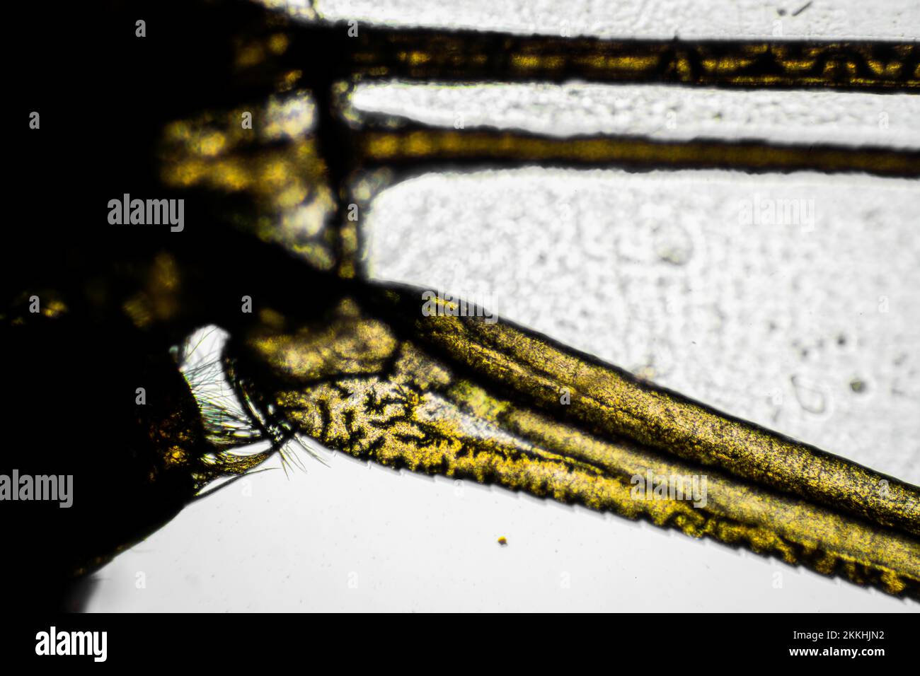 dragonfly wing under a microscope looking at microscopic details in a ...