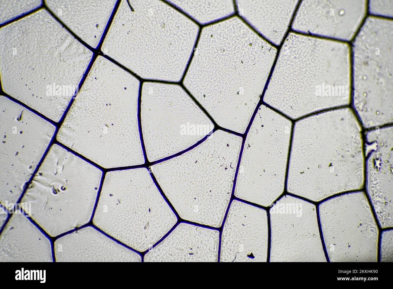 dragonfly wing under a microscope looking at microscopic details in a ...