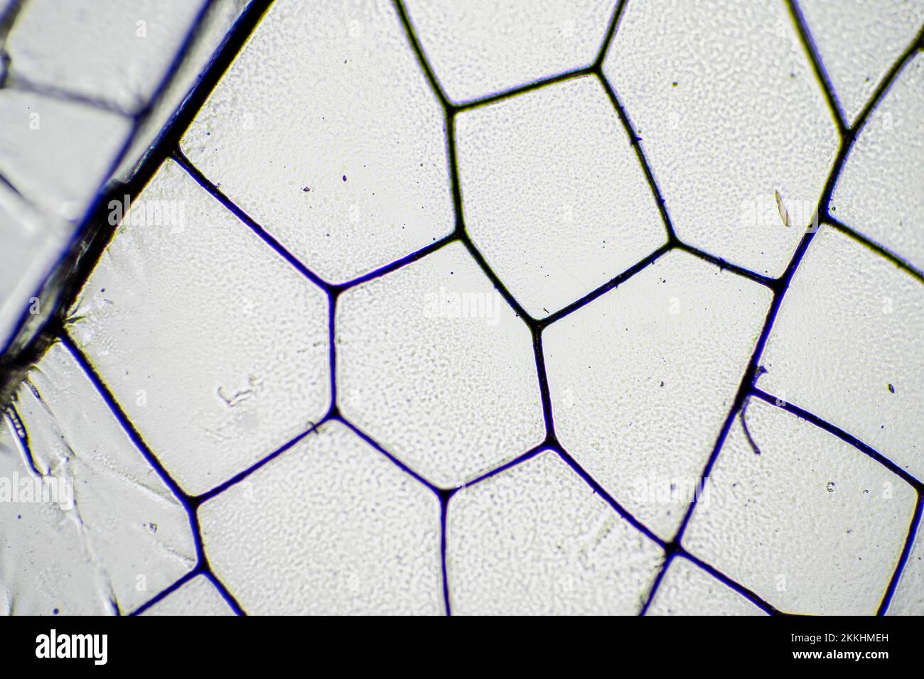dragonfly wing under a microscope looking at microscopic details in a ...