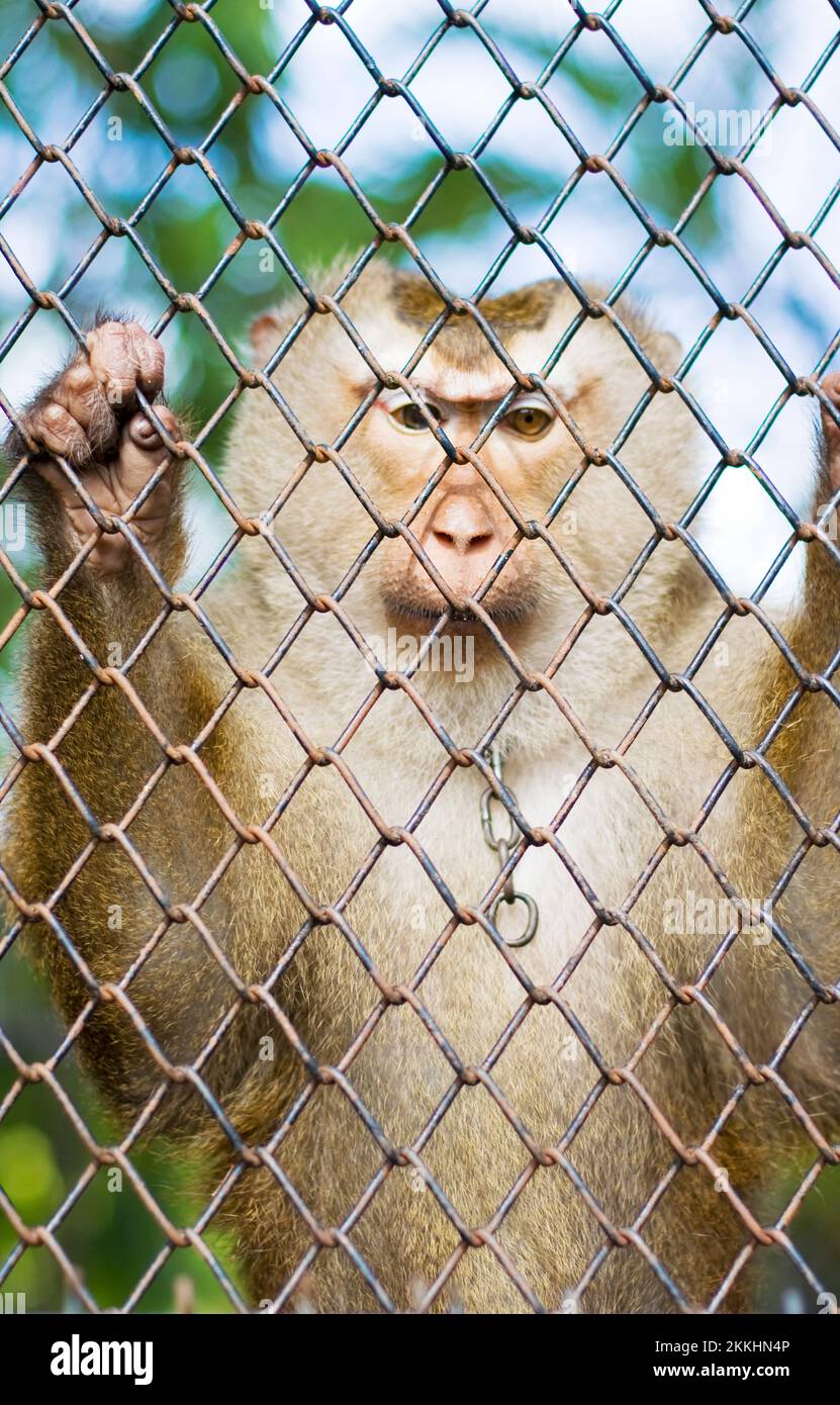 Locked up monkey hi-res stock photography and images - Alamy