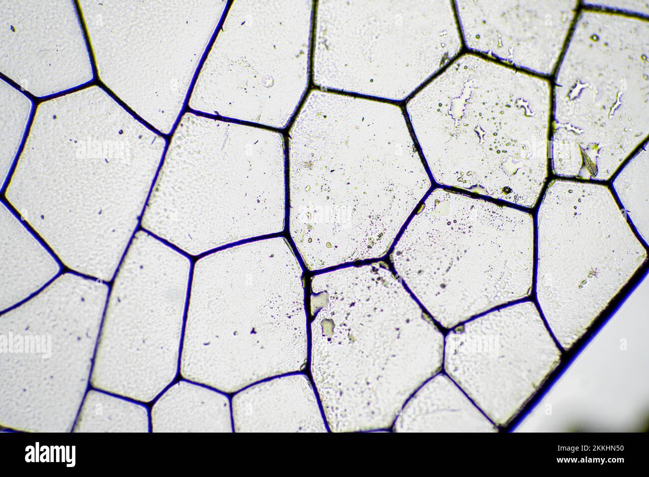 dragonfly wing under a microscope looking at microscopic details in a ...