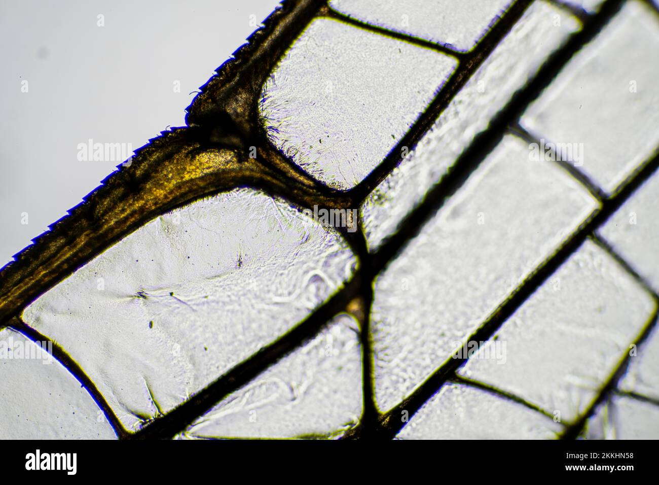dragonfly wing under a microscope looking at microscopic details in a ...
