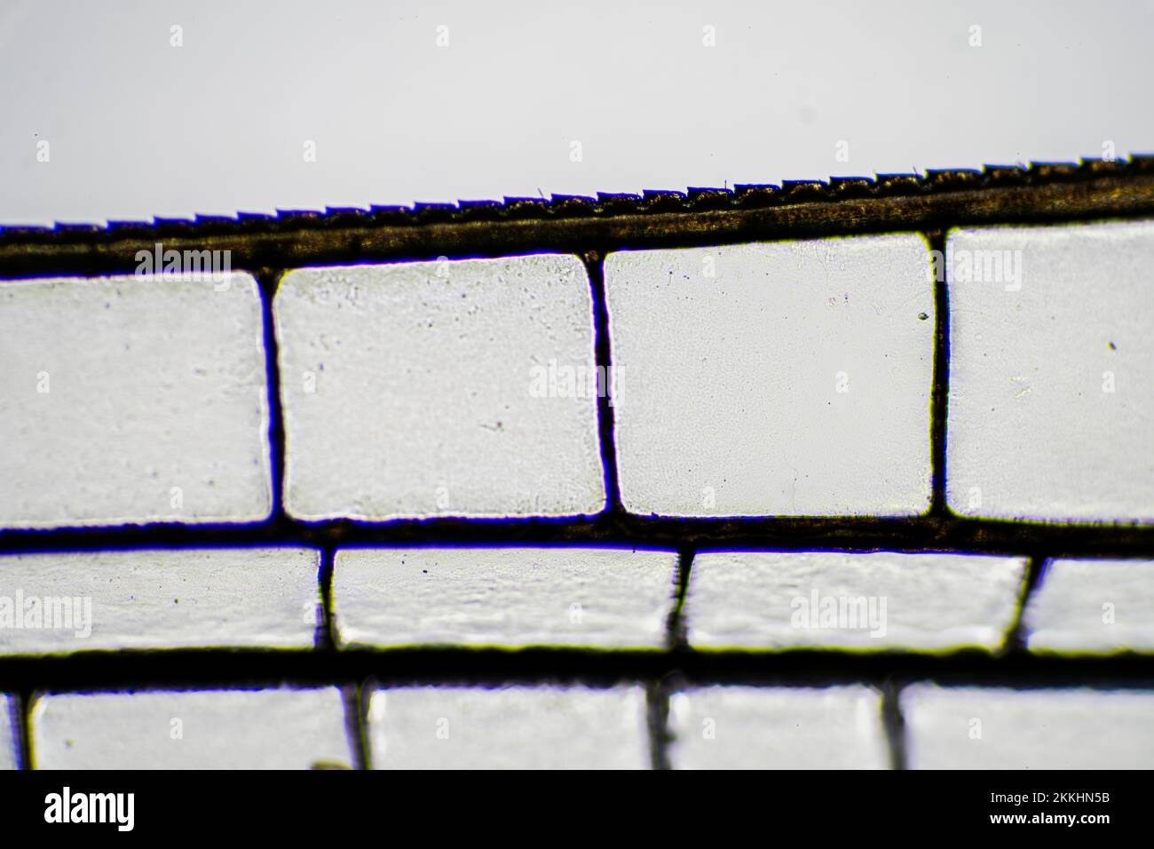 dragonfly wing under a microscope looking at microscopic details in a ...