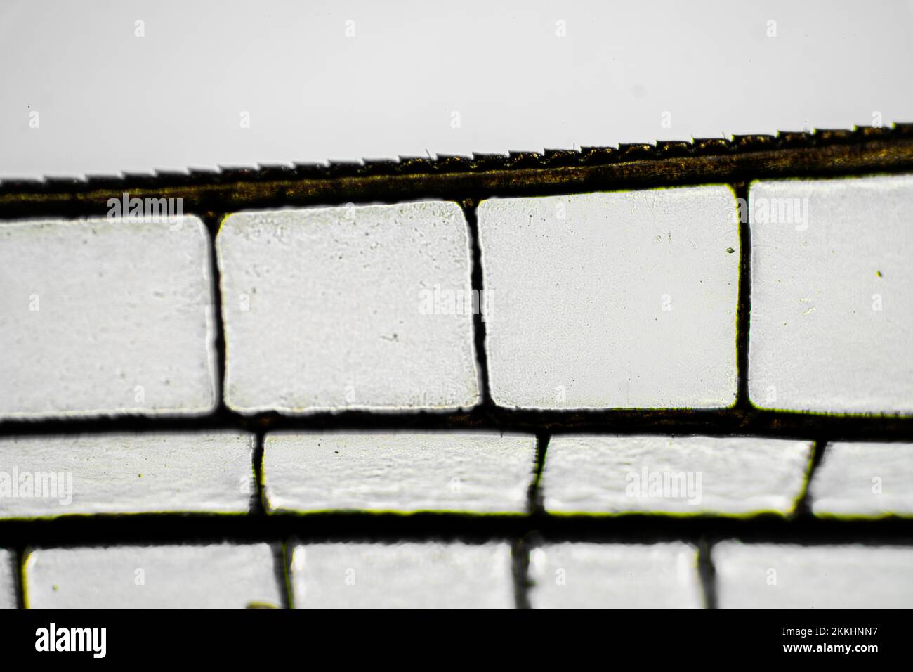 dragonfly wing under a microscope looking at microscopic details in a ...