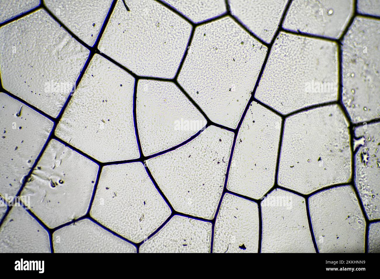 dragonfly wing under a microscope looking at microscopic details in a ...