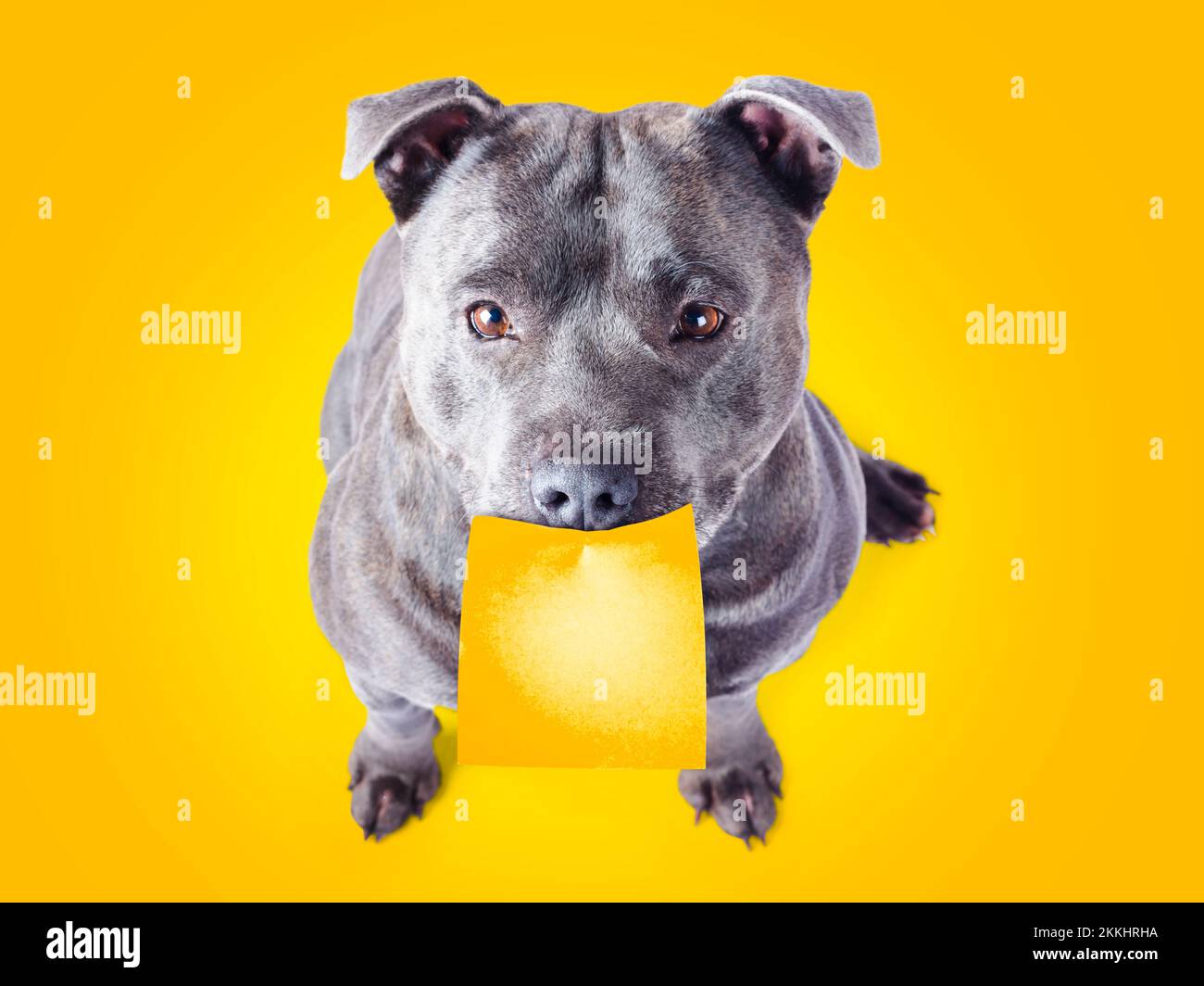 Cute imploring purebred blue staffordshire bull terrier with a blank ...