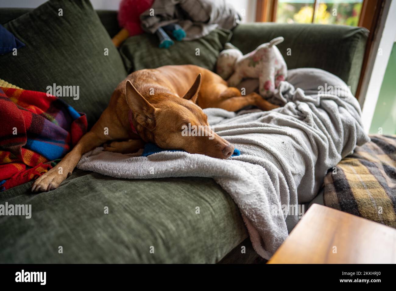 kelpie dog sleeping on a couch in australia in summer Stock Photo - Alamy
