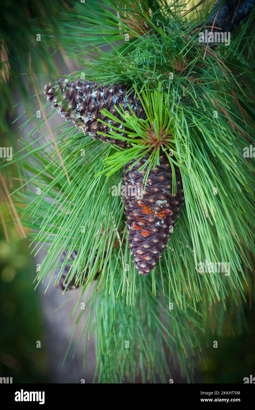 Two large green pine hi-res stock photography and images - Alamy