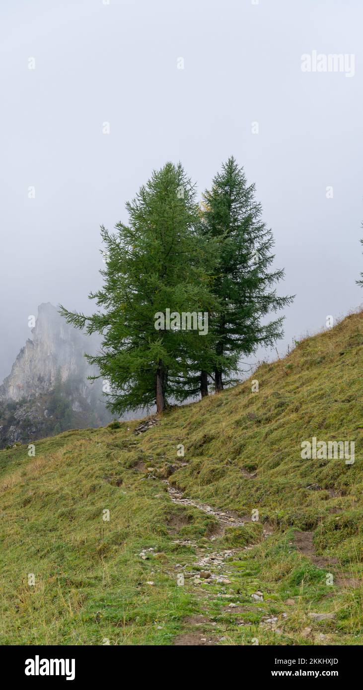 A vertical view of trees in a meadow on the side of a mountain Stock ...