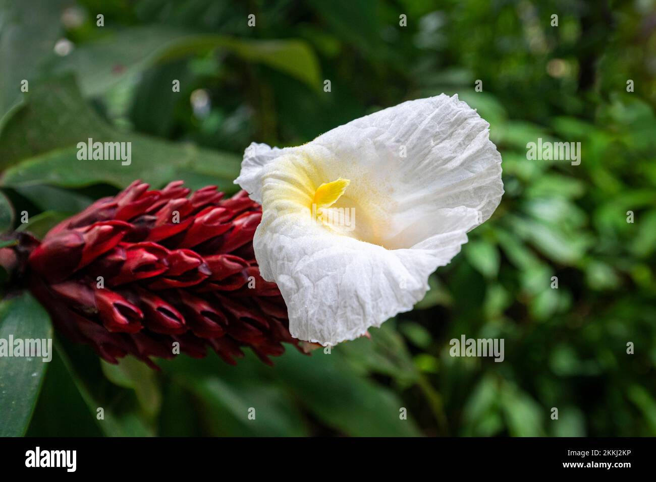 Ginger Flower Anatomy