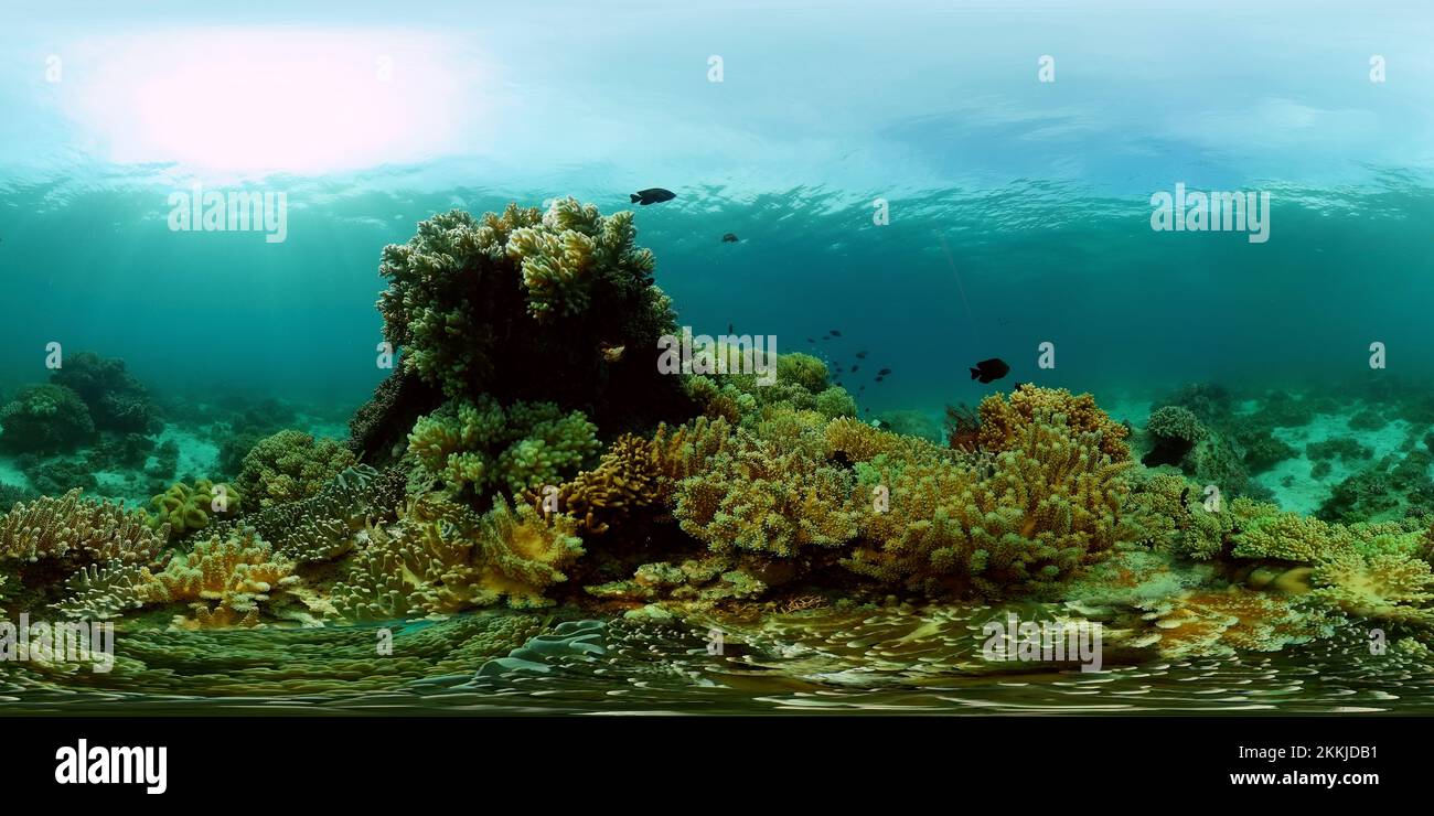 Underwater Colorful Tropical Fishes. Tropical underwater sea fishes ...
