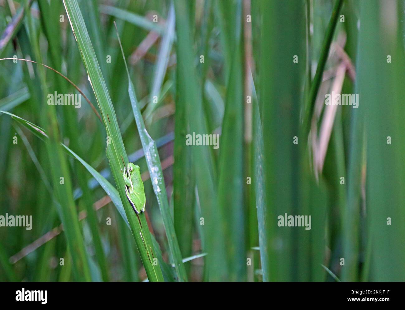 Cute green frog - Reelfoot Lake State Park, Tennessee Stock Photo - Alamy