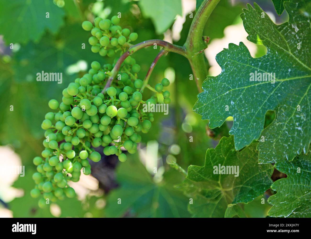 California grape hi-res stock photography and images - Alamy