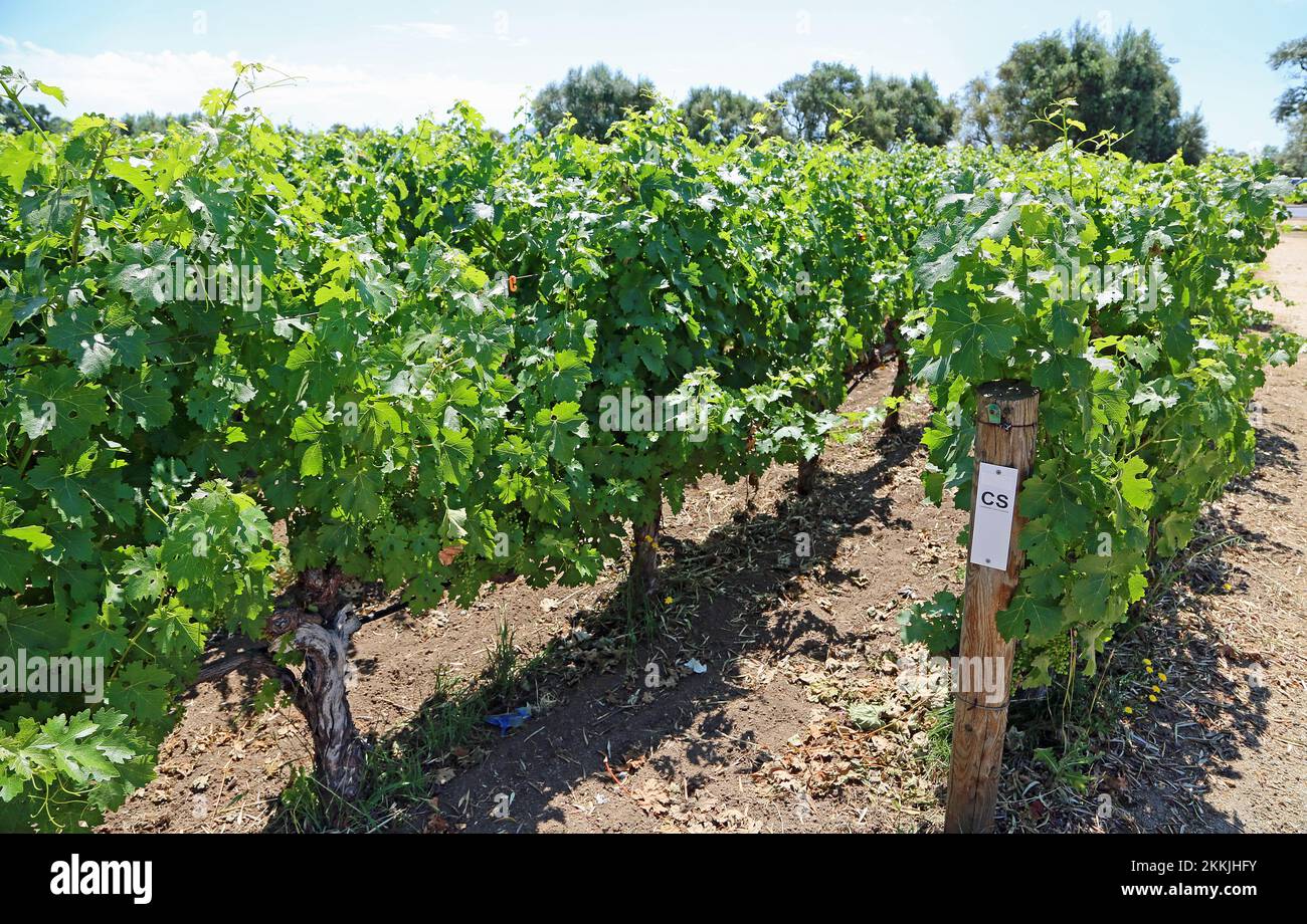 Vineyard - California Stock Photo - Alamy