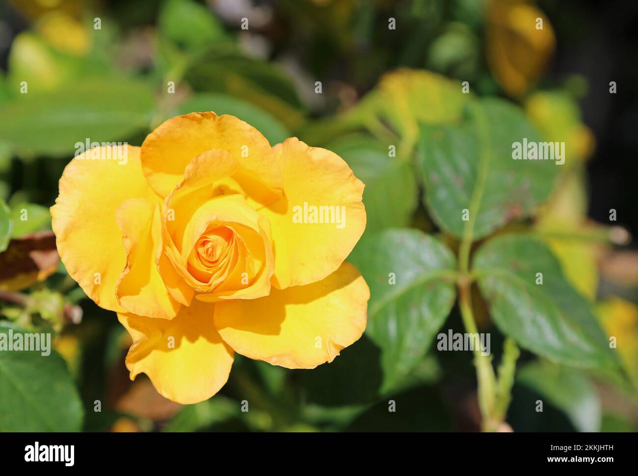 Yellow so beautiful hi-res stock photography and images - Alamy