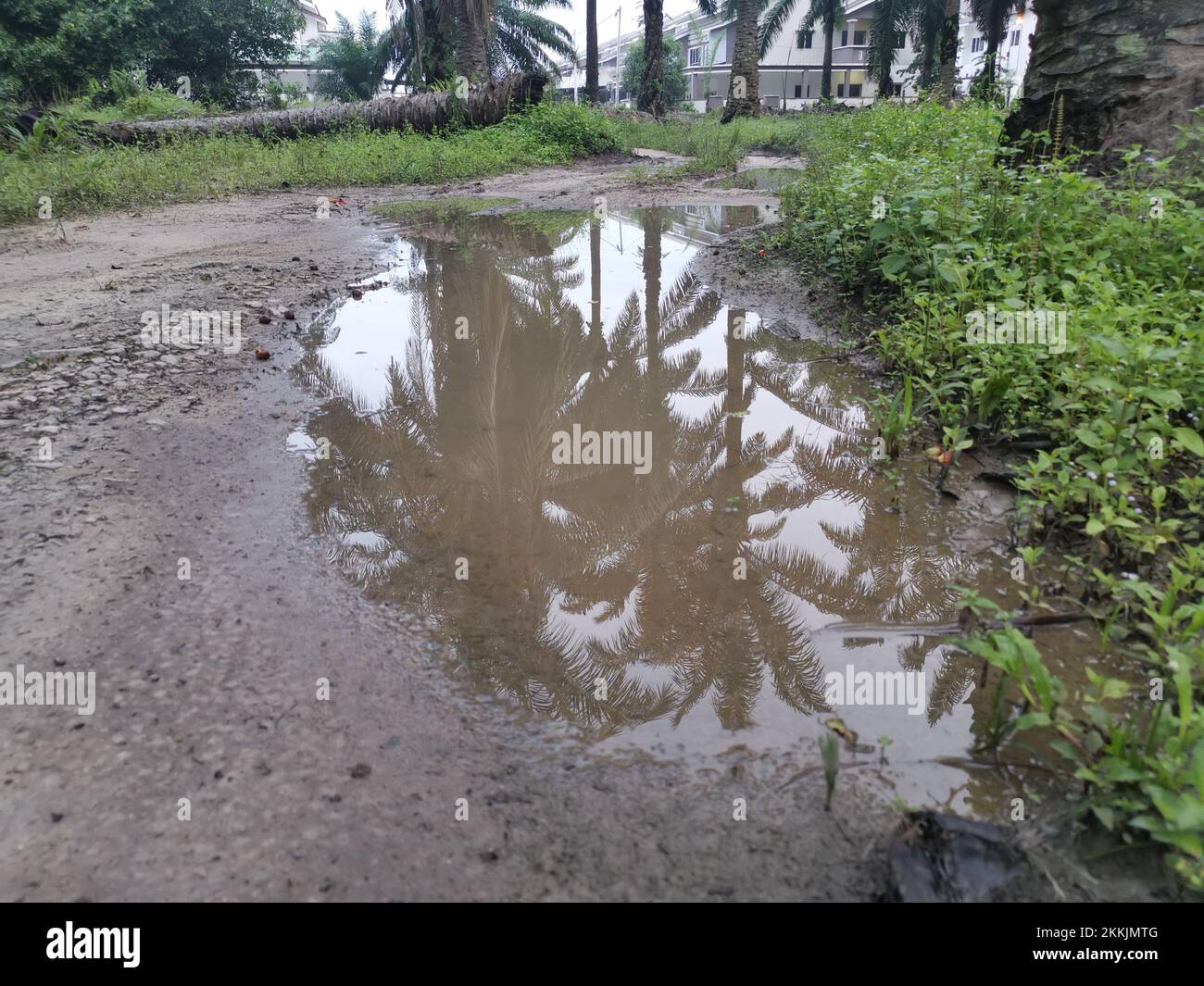 reflective pool of stagnant water on the rural pathway Stock Photo - Alamy