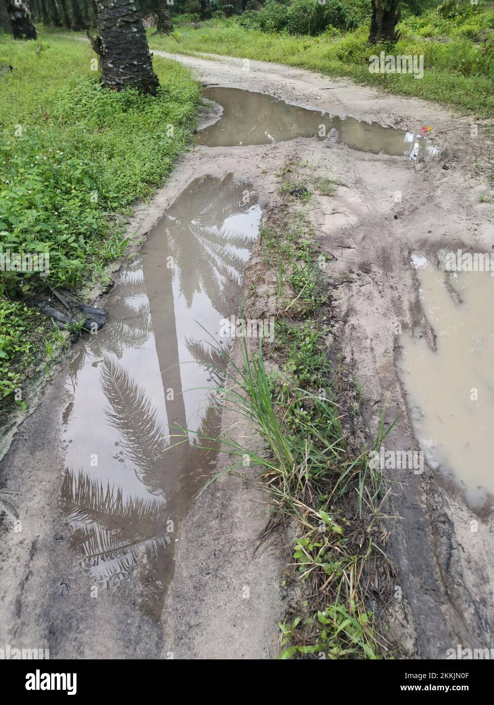 reflective pool of stagnant water on the rural pathway Stock Photo - Alamy
