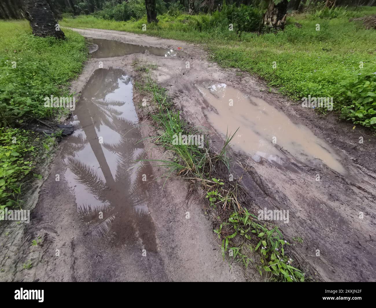 reflective pool of stagnant water on the rural pathway Stock Photo - Alamy