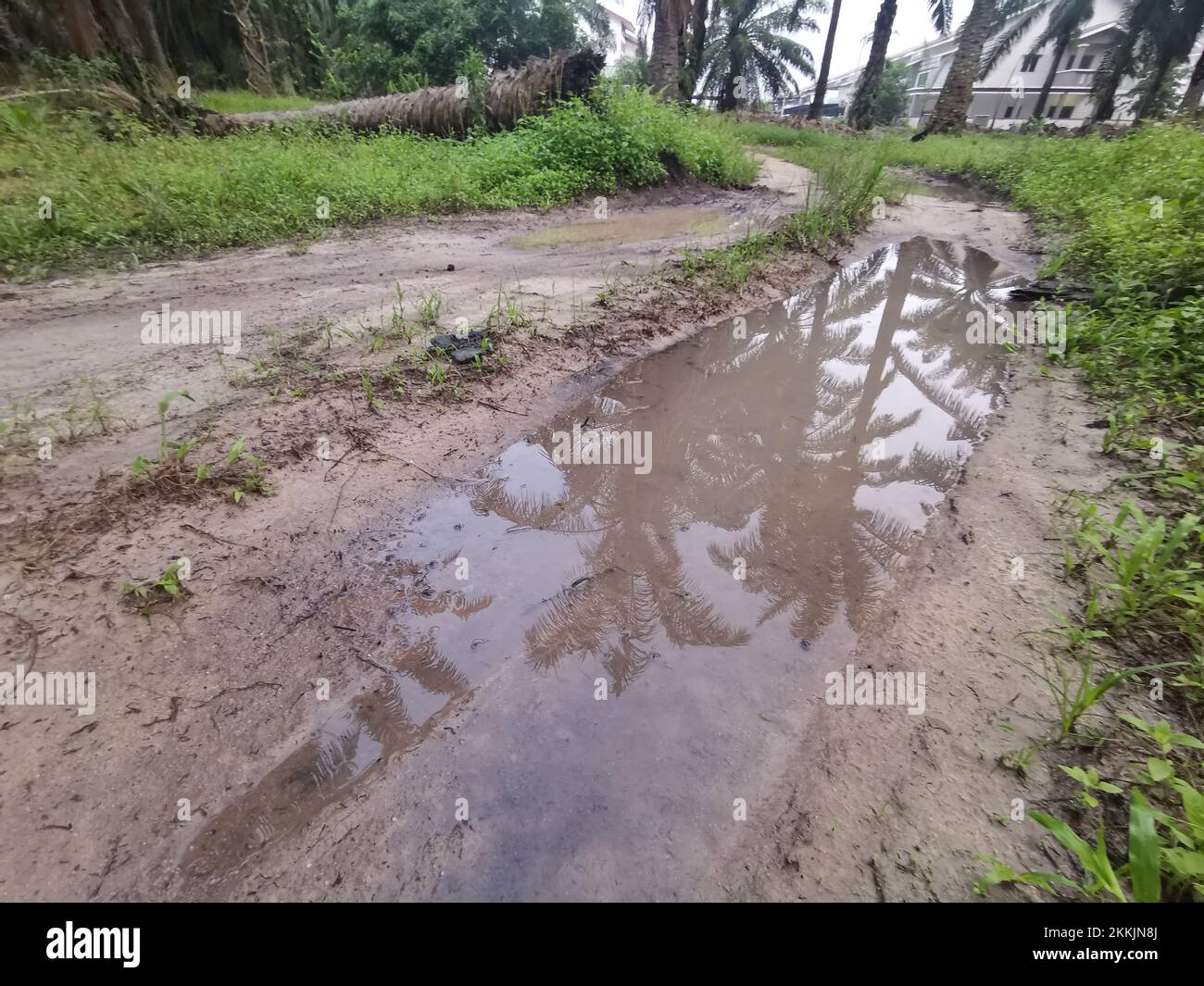 reflective pool of stagnant water on the rural pathway Stock Photo - Alamy