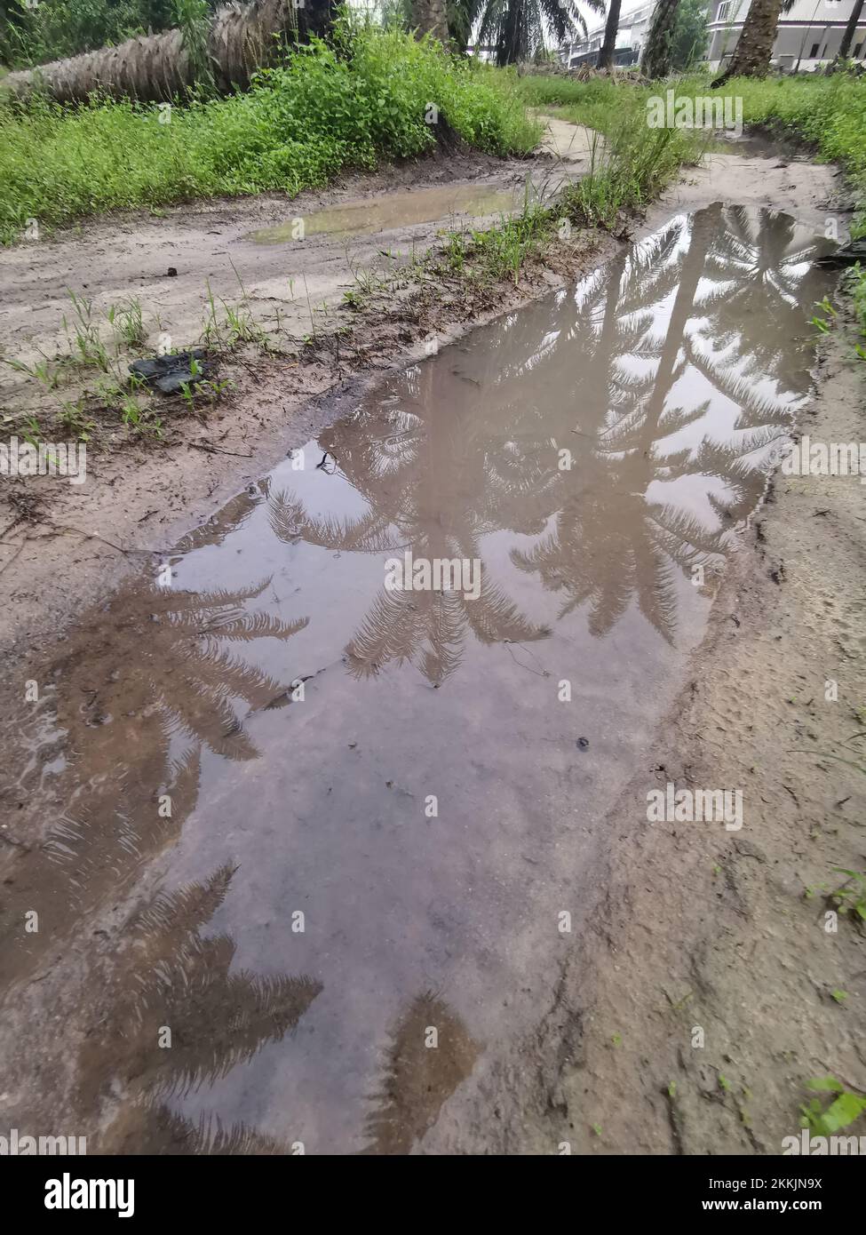 reflective pool of stagnant water on the rural pathway Stock Photo - Alamy