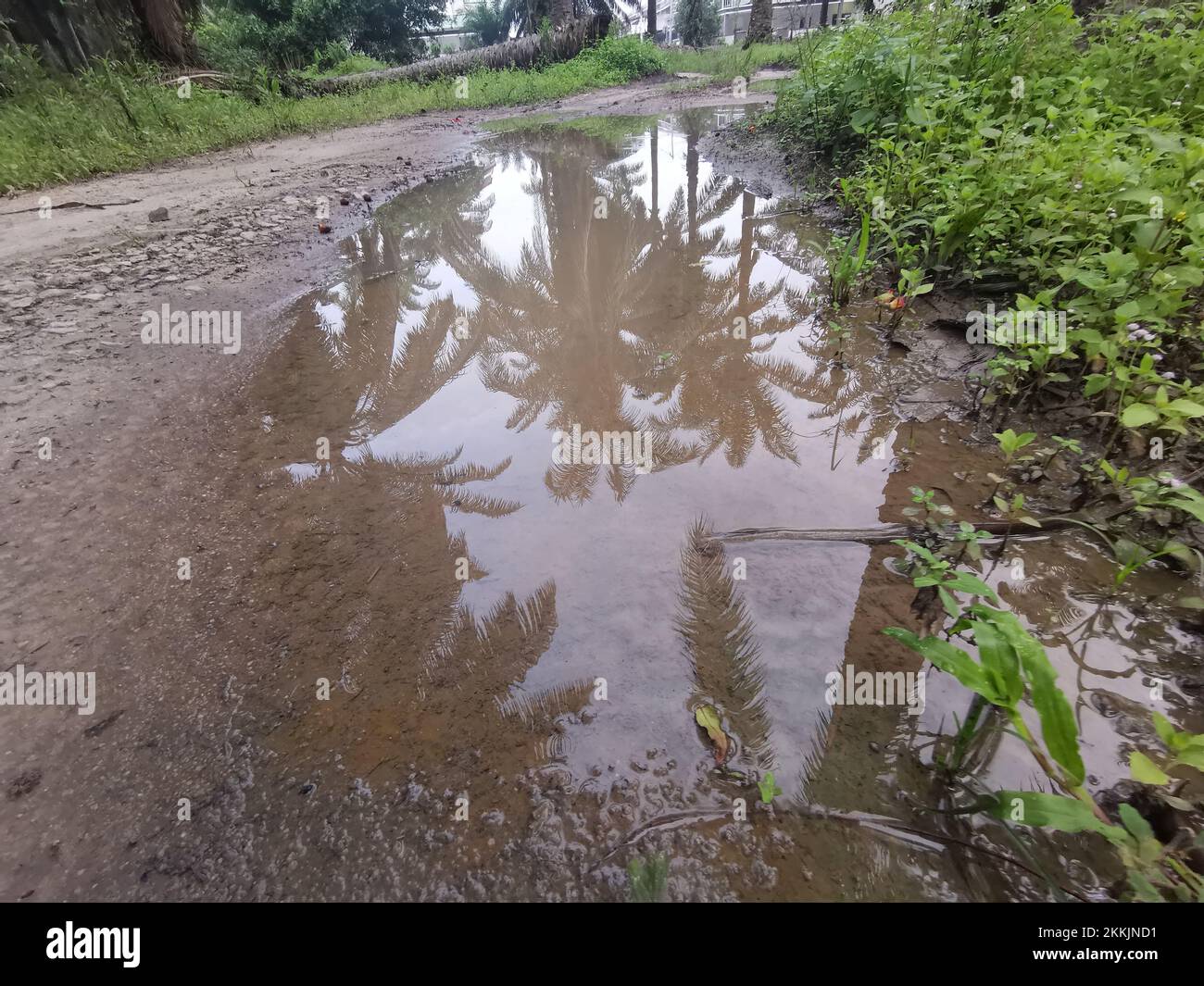 reflective pool of stagnant water on the rural pathway Stock Photo - Alamy