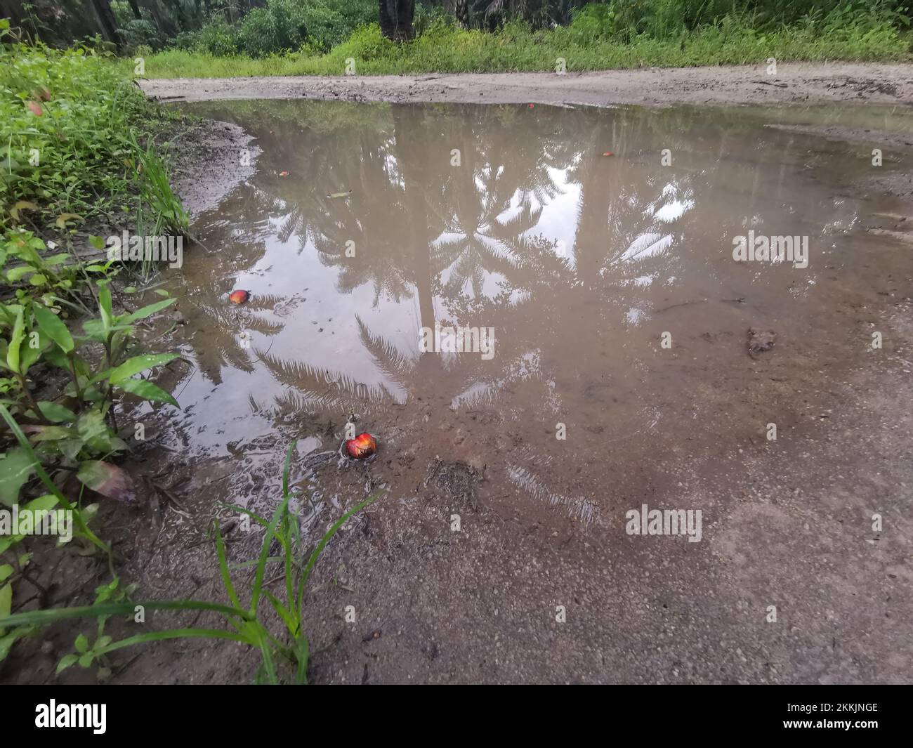 reflective pool of stagnant water on the rural pathway Stock Photo - Alamy