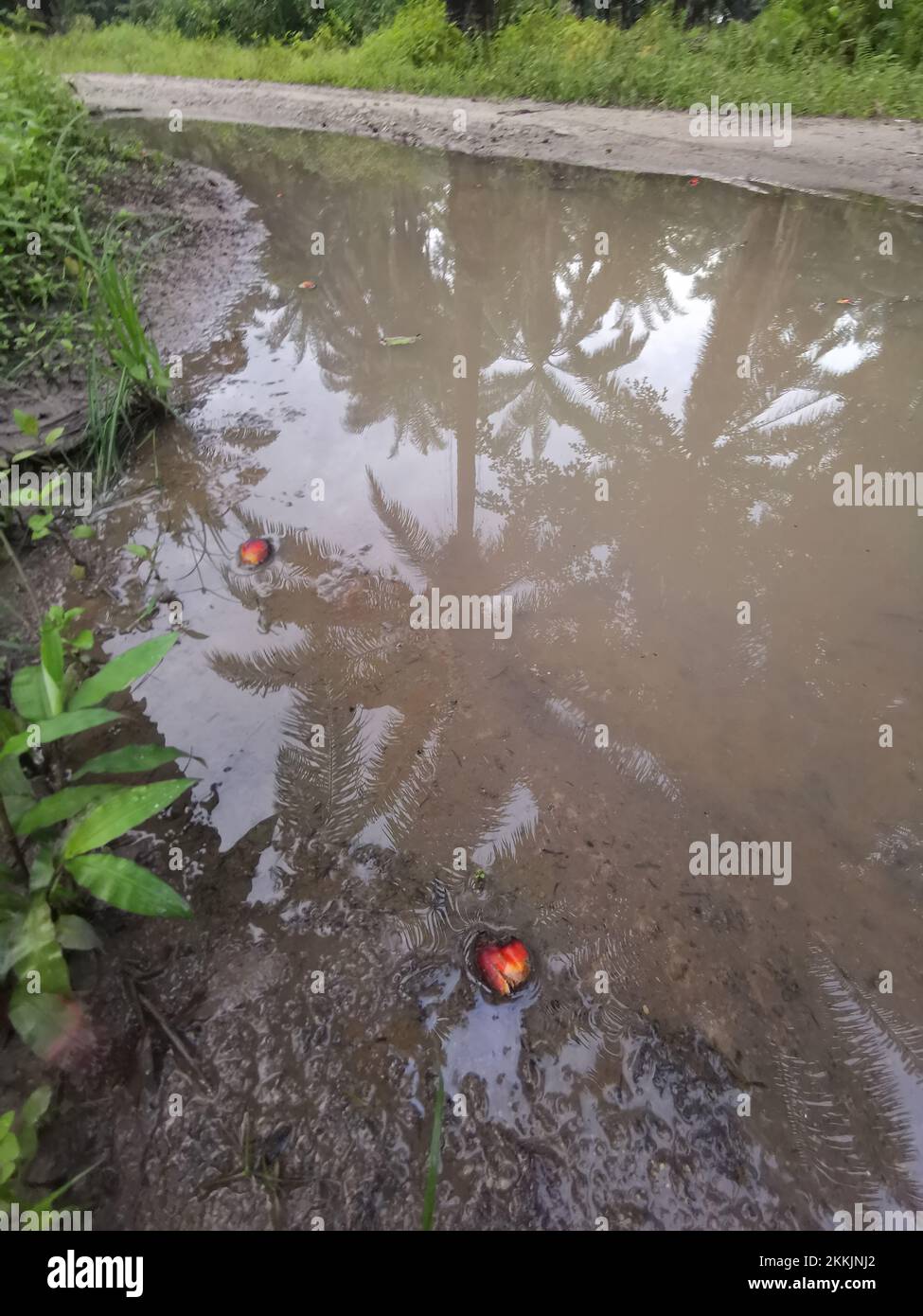 reflective pool of stagnant water on the rural pathway Stock Photo - Alamy