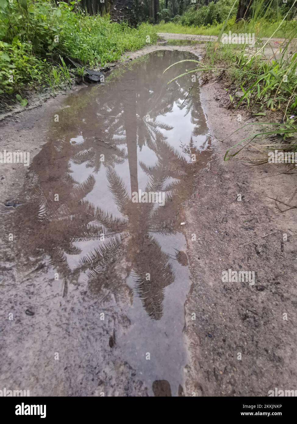 reflective pool of stagnant water on the rural pathway Stock Photo - Alamy