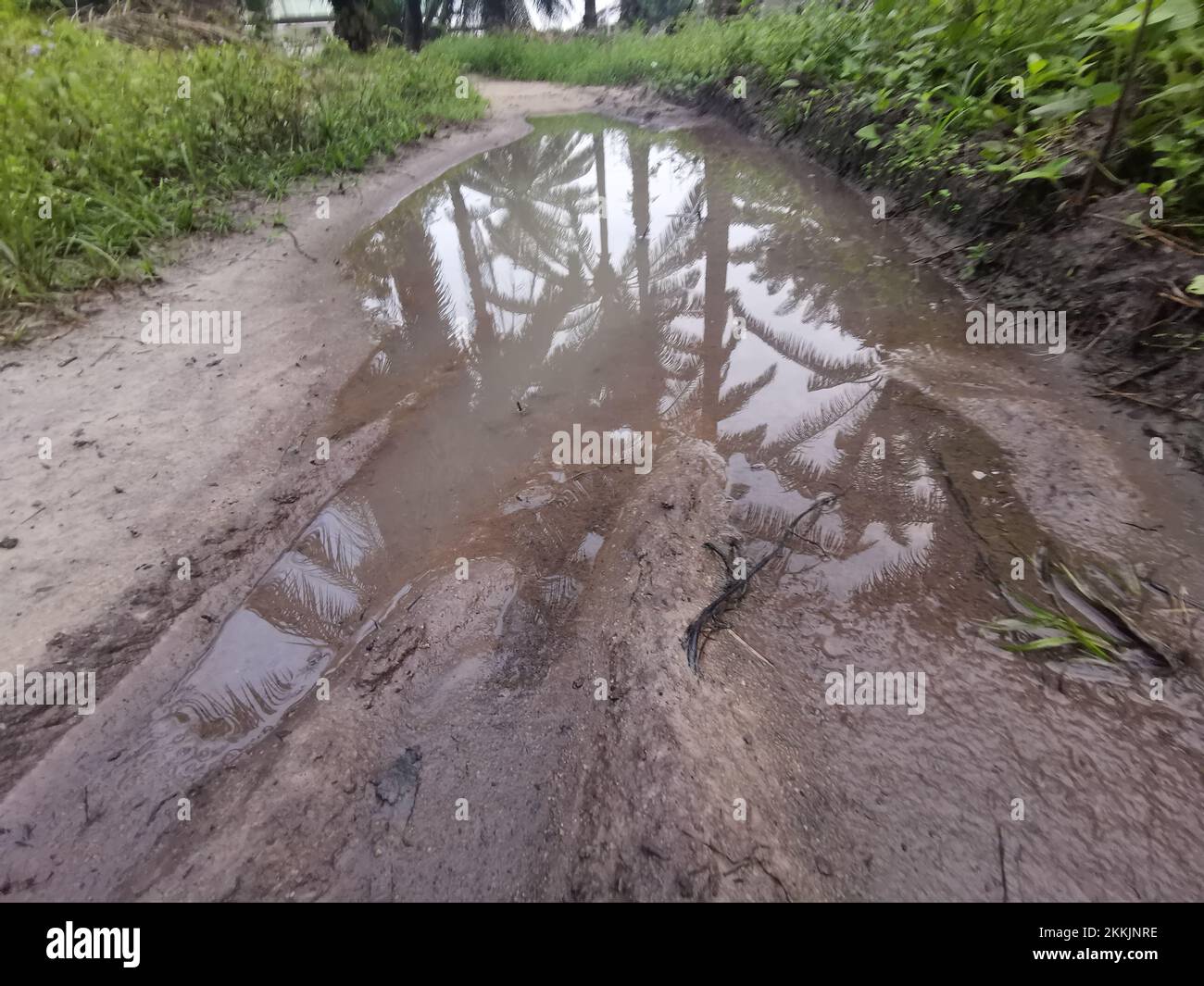reflective pool of stagnant water on the rural pathway Stock Photo - Alamy