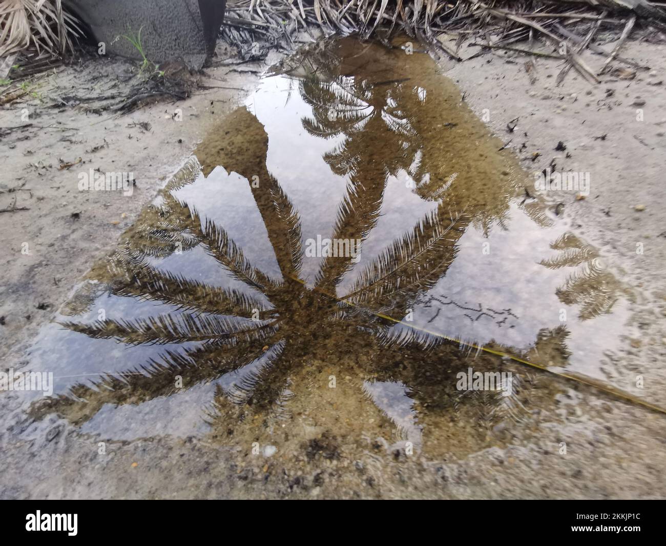 reflective pool of stagnant water on the rural pathway Stock Photo - Alamy