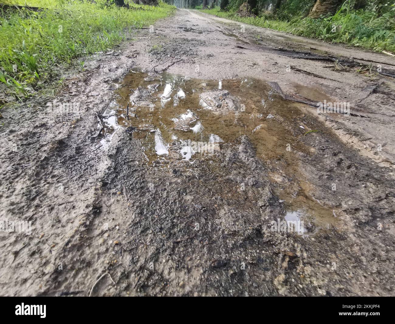 reflective pool of stagnant water on the rural pathway Stock Photo - Alamy