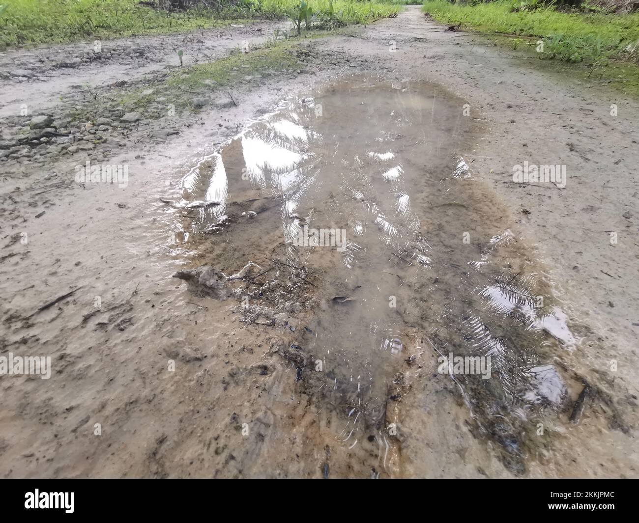 reflective pool of stagnant water on the rural pathway Stock Photo - Alamy