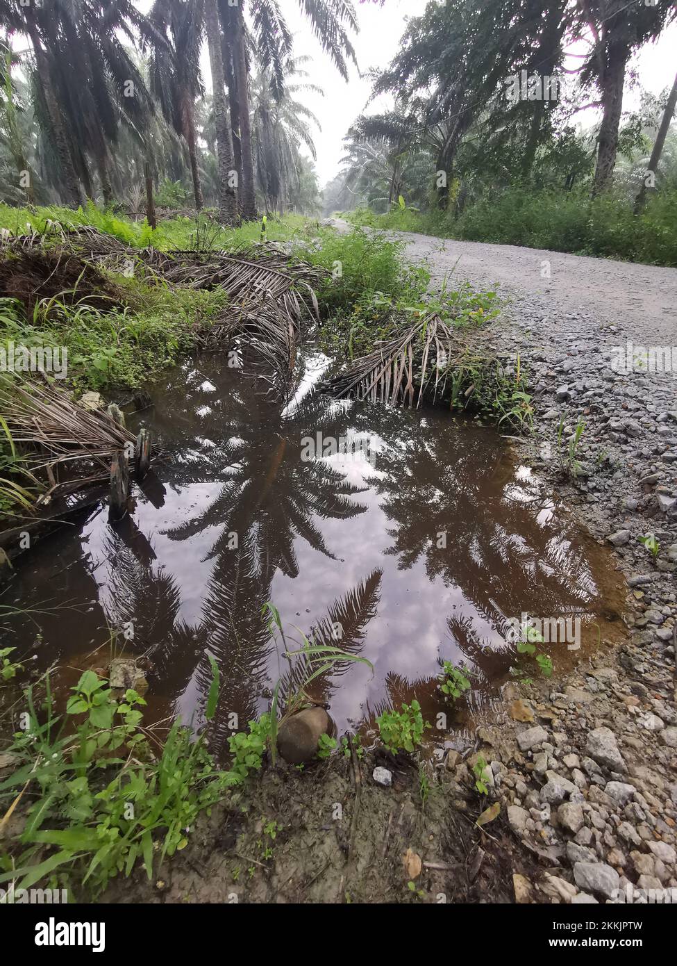 reflective pool of stagnant water on the rural pathway Stock Photo - Alamy