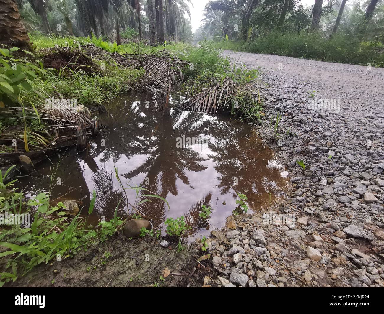 reflective pool of stagnant water on the rural pathway Stock Photo - Alamy