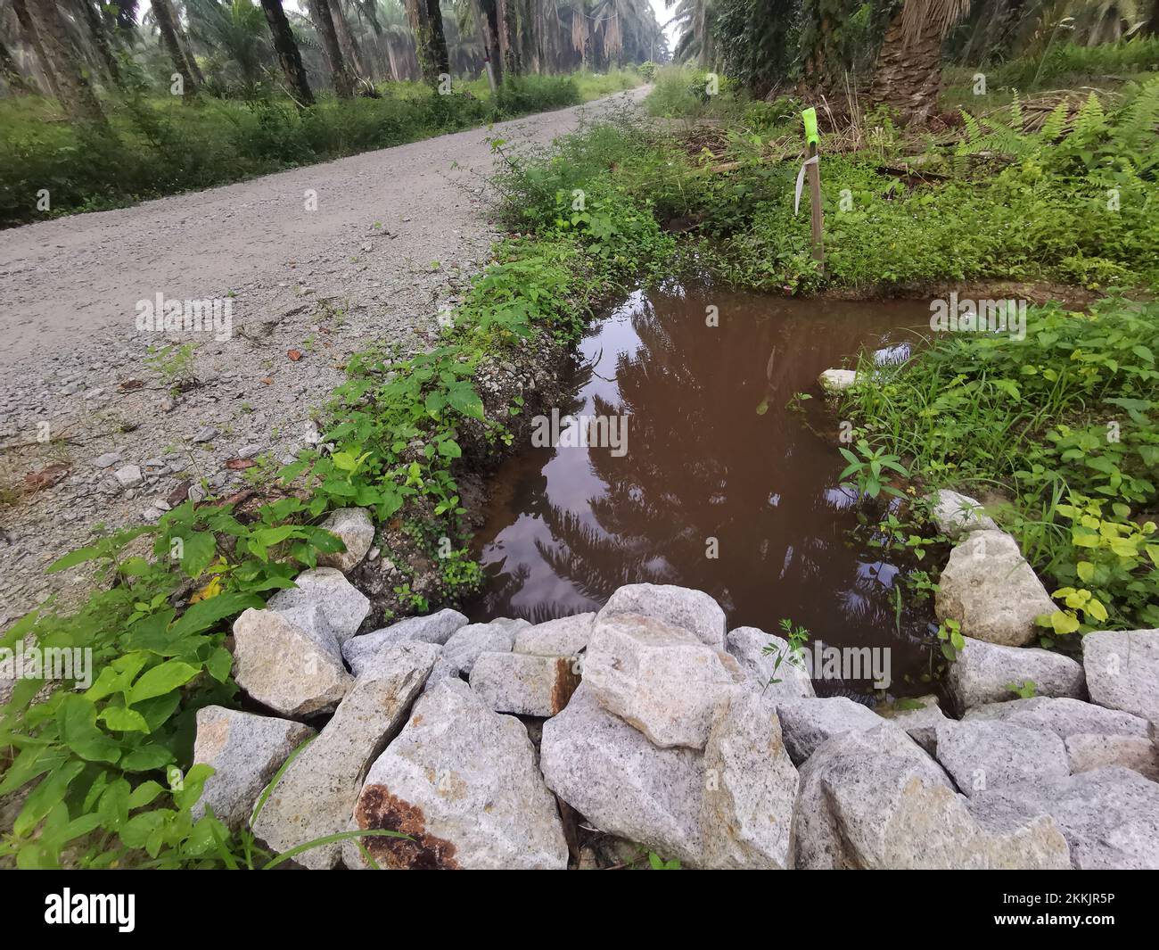 reflective pool of stagnant water on the rural pathway Stock Photo - Alamy