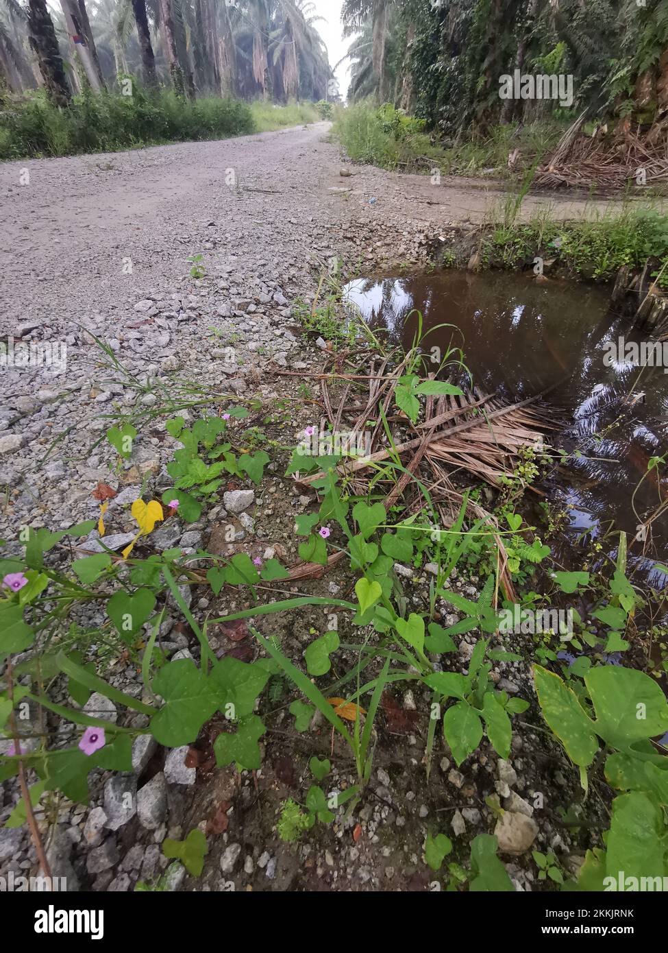 reflective pool of stagnant water on the rural pathway Stock Photo - Alamy