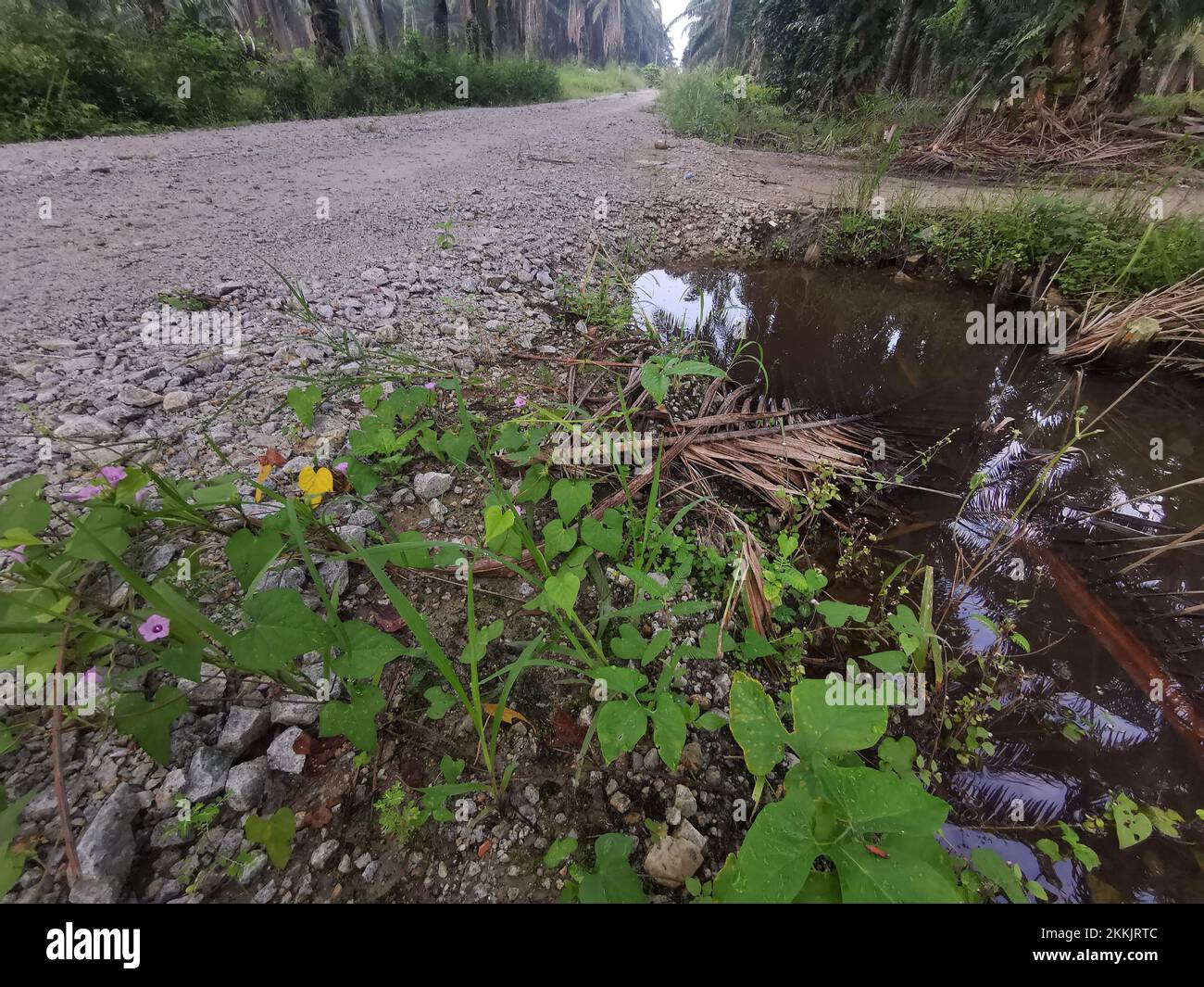 reflective pool of stagnant water on the rural pathway Stock Photo - Alamy